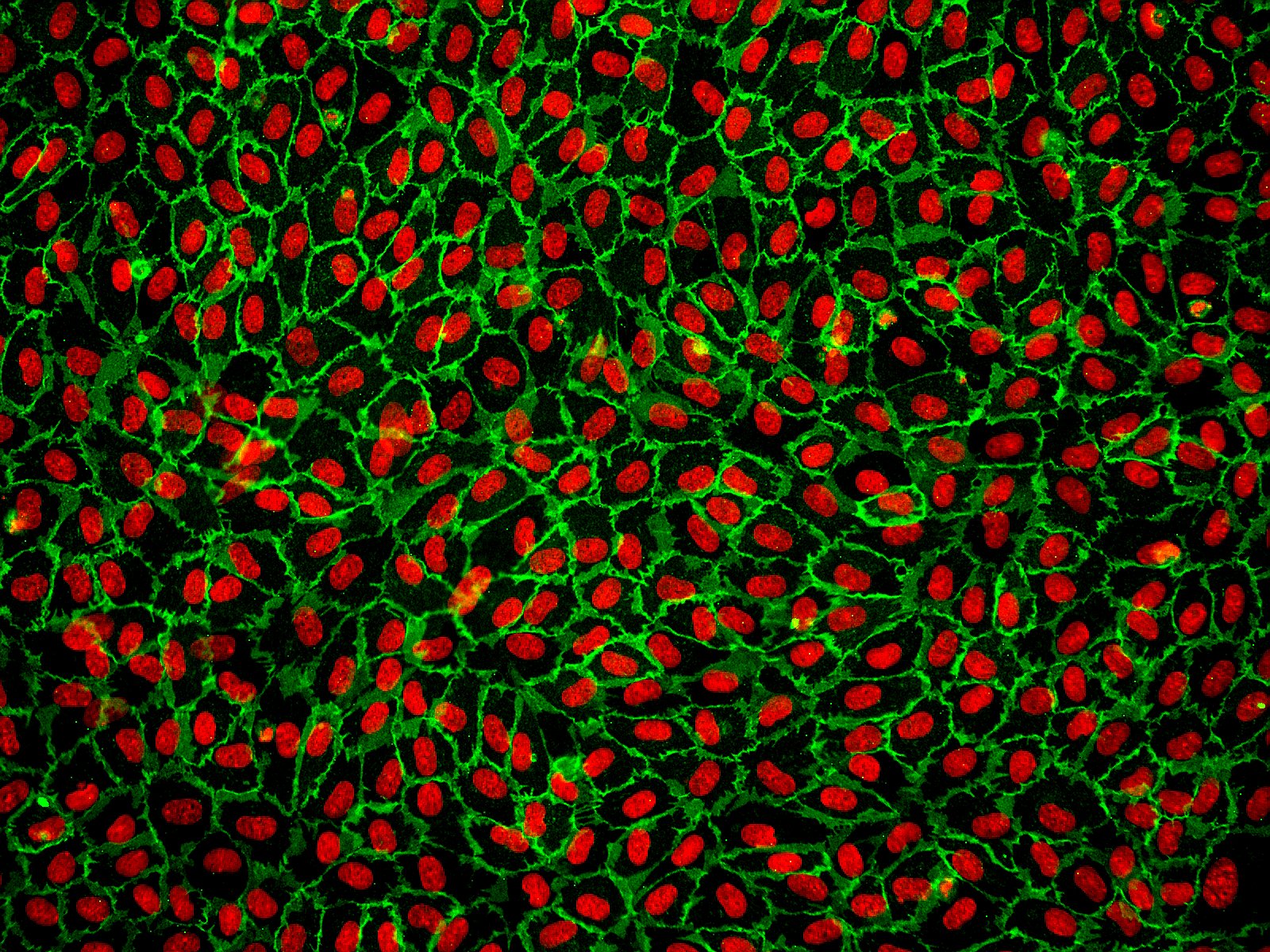 Primary Cells Versus Cell Lines ScienCell Research Laboratories Primary Cells Versus Cell Lines ScienCell Research Laboratories