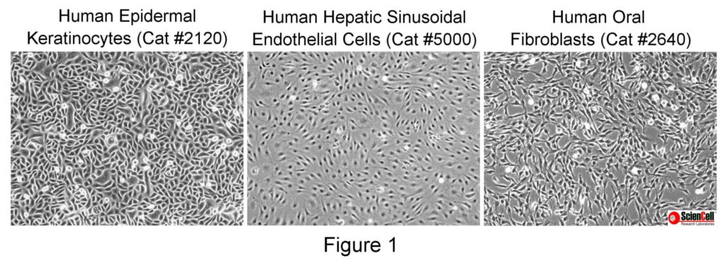 How to Take Quality Microscopy Pictures - ScienCell Research Laboratories