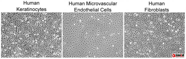 13 Technical Tips for Successful Primary Cell Culture - ScienCell ...
