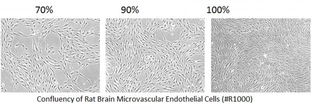13 Technical Tips for Successful Primary Cell Culture - ScienCell Research Laboratories