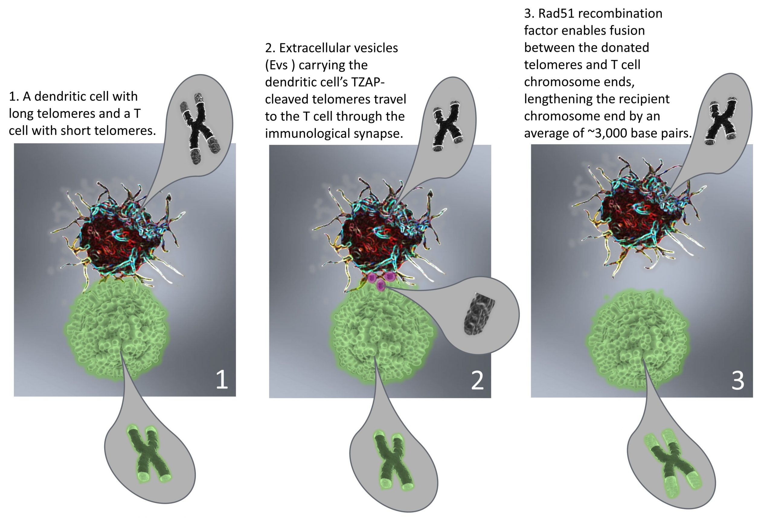 A Groundbreaking Discovery in T Cell Telomere Aging - ScienCell ...