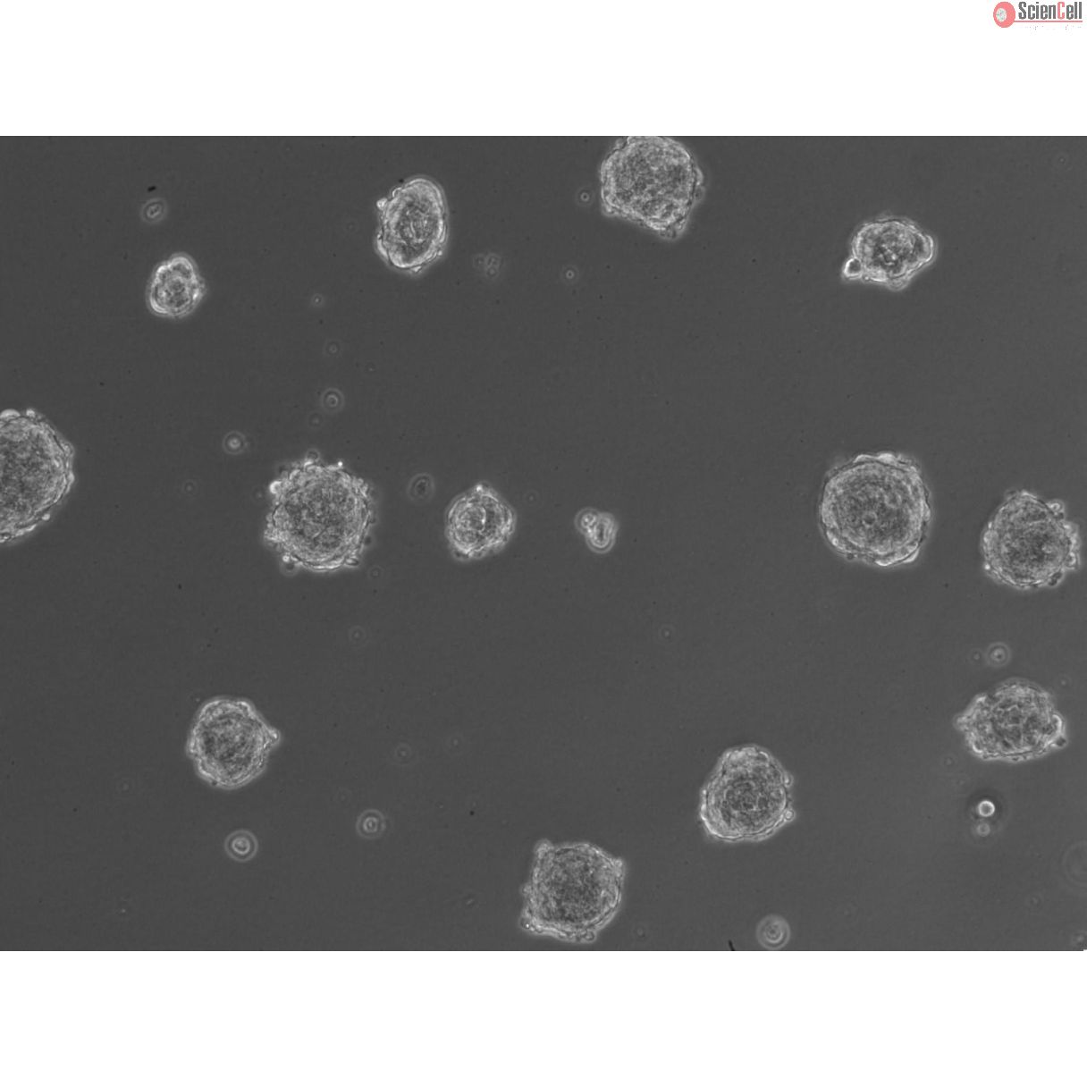 All-inclusive 3D Human Hepatic Stellate Cell Monoculture Spheroid...