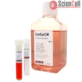 Cervical Epithelial Cell Medium (CerEpiCM)