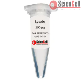 Human Hair Inner Root Sheath Cell Lysate (HHIRSC Lysate)