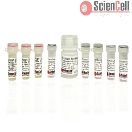 Human Mitochondrial DNA Damage Quantification qPCR Assay Kit (HMDQ)