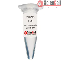 Human Myometrial Smooth Muscle Cell MicroRNA (HMSMC miRNA)