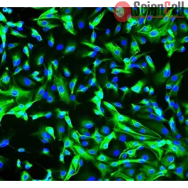 Human Renal Cortical Epithelial Cells (HRCEpiC)