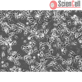 Mouse Cerebellar Granule Cells From Cd1 Mcgc