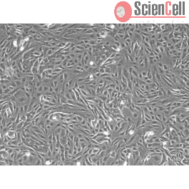 Rabbit Renal Proximal Tubular Epithelial Cells (RabRPTEpiC)