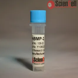 Recombinant Human Bone Morphogenetic Protein-2 (rhBMP-2 )
