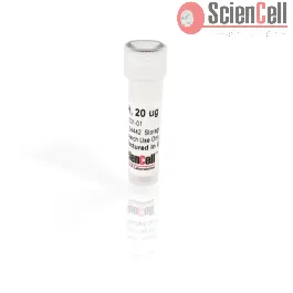 Recombinant Human Growth Hormone (rhGH)