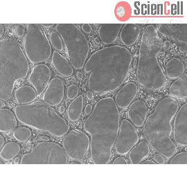 3D Network Formation Assay Kit (3D-NF)