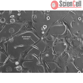 3D Renal Tubule Formation Kit (3D-RTF)