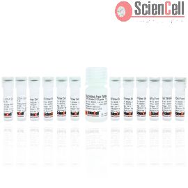 Human Telomeric repeat–containing RNA detection qPCR Kit (TERRA)