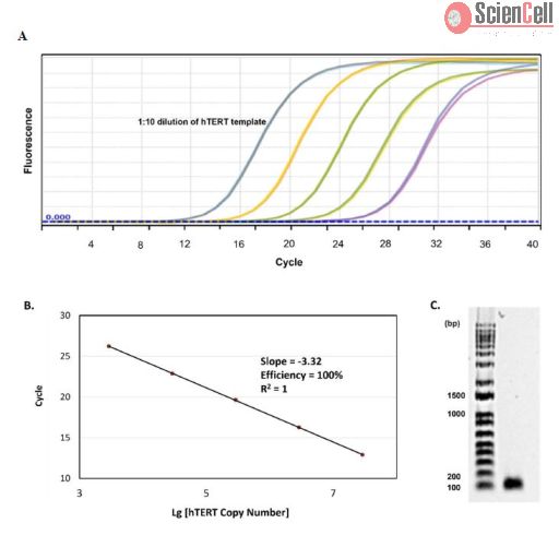 Human TERT DNA Copy Number Quantification qPCR Assay Kit (HTCQ)