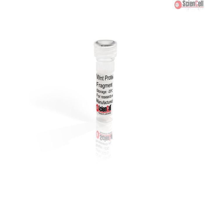 Recombinant Human Wnt-3a Protein Fragment 223-269 (rhWnt3AEF7)