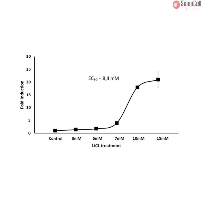 TCF/LEF Dual Reporter Vector (TDRV)