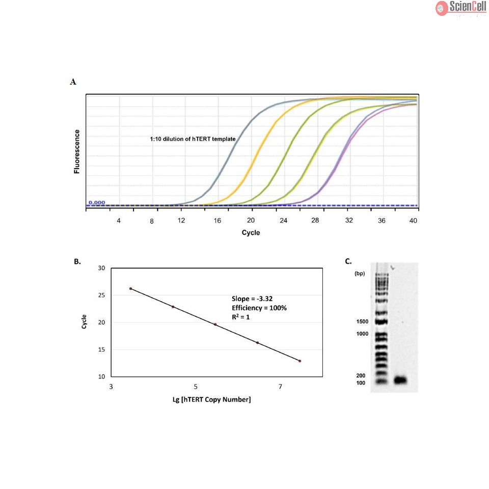 Human TERT DNA Copy Number Quantification qPCR Assay Kit (HTCQ)