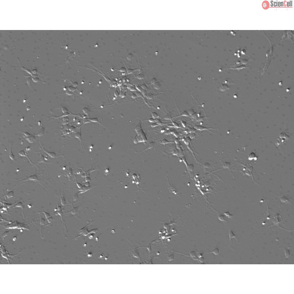 Mouse Neurons-midbrain from C57BL/6 (MN-mb)