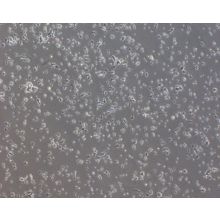 Mouse Neurons-forebrain (MN-fb)