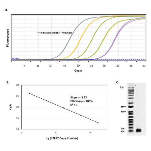 Human Telomeric repeat–containing RNA detection qPCR Kit (TERRA)