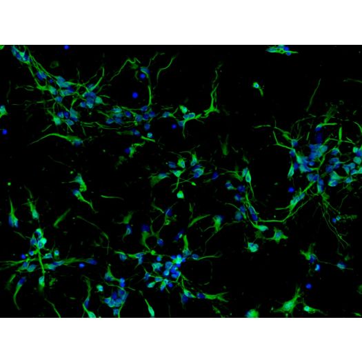 Explore ScienCell Neurons | Mouse, Animal, Primary Cells