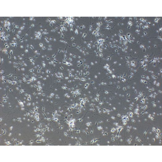 Explore ScienCell Rat | Epithelial Cells, Cell Types, Animal,...