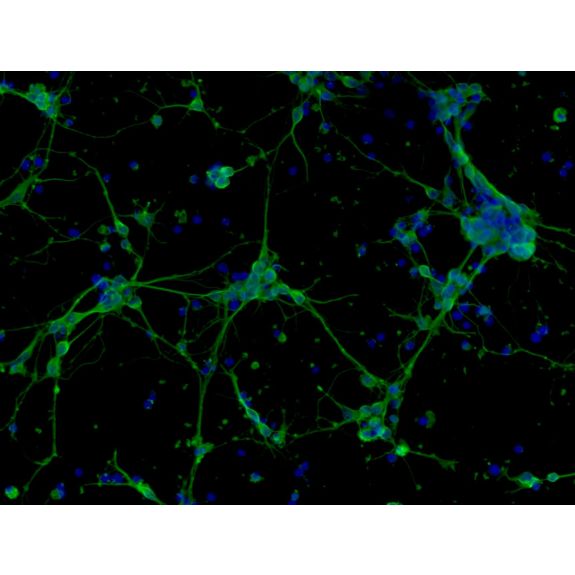 Explore ScienCell Primary Cells