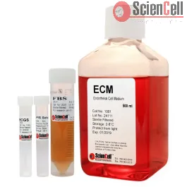 Endothelial Cell Medium (ECM)