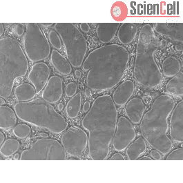3D Network Formation Assay Kit (3D-NF)