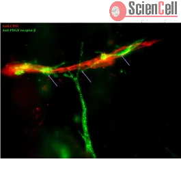 Human Blood Brain Barrier Modeling Kit (3D-HBBB)