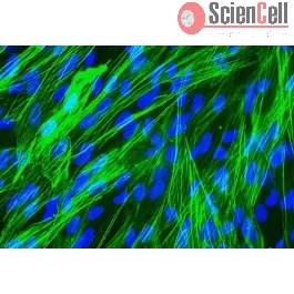 Human Bronchial Smooth Muscle Cells (HBSMC)