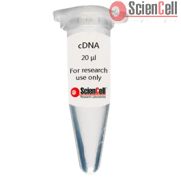 Human Cardiac Fibroblast-fetal atrial cDNA (HCF-fa cDNA)