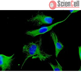 Human Cardiac Fibroblasts (HCF)