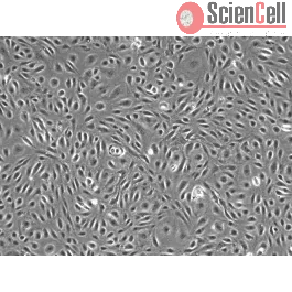 Human Dural Microvascular Endothelial Cells (HDuMEC)