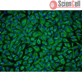 Human Nucleus Pulposus Cells (HNPC )