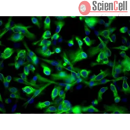 Human Renal Proximal Tubular Epithelial Cells (HRPTEpiC)