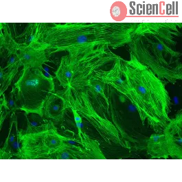 Mouse Brain Vascular Pericytes from CD1 (MBVP)