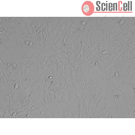 Mouse Embryonic Fibroblasts from C57BL/6 (MEF)
