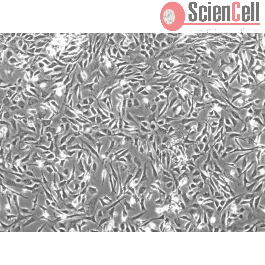 Mouse Embryonic Fibroblasts from CF-1 (MEF)