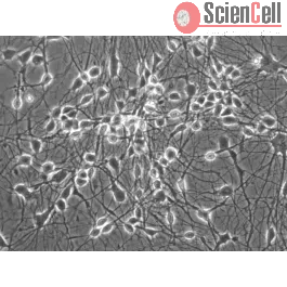 Mouse Neurons-cortical from CD1 (MN-c)