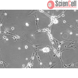 Exploring the Potential of MN-sc Mouse Neurons for Spinal Cord...