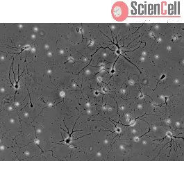 Mouse Neurons-spinal cord from CD1 (MN-sc)