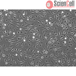 Mouse Pulmonary Alveolar Epithelial Cells from C57BL-6 (MPAEpiC)