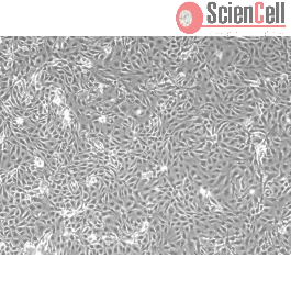 Mouse Renal Proximal Tubular Epithelial Cells (MRPTEpiC)