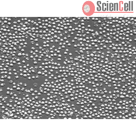 Mouse Splenocytes from CD1 (MS)