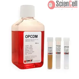 Oligodendrocyte Precursor Cell Differentiation Medium (OPCDM)