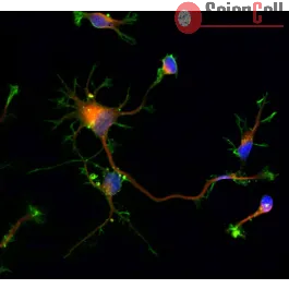 Rat Neurons-cortical (RN-c)