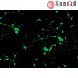 Rat Neurons-dorsal spinal cord (RN-dsc)