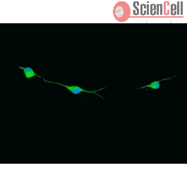 Rat Oligodendrocyte Precursor Cells (ROPC)